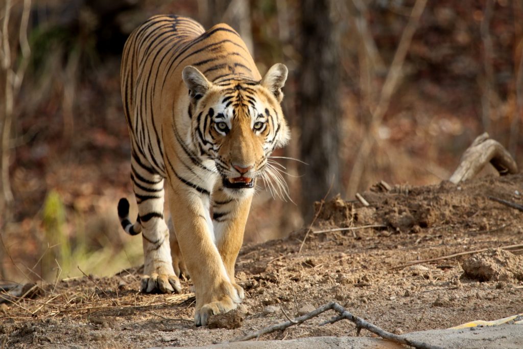 Wild India - Exploring the Real Jungle Book with safaris